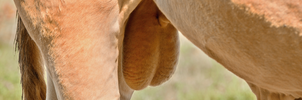 Why Do My Balls Feel Squished? Common Causes and Solutions – TBô underwear